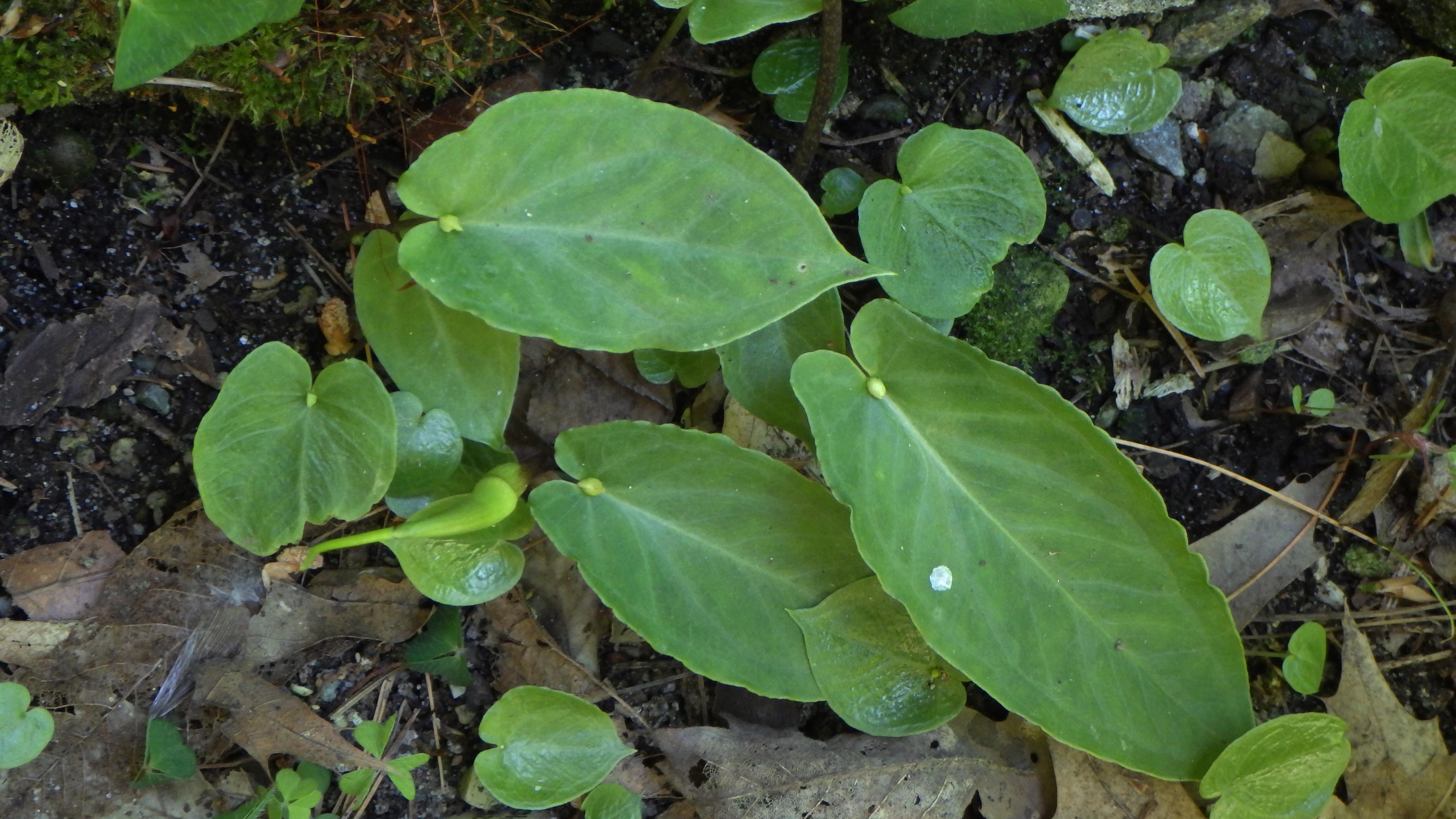 Great Lakes Chapter - North American Rock Garden Society - Gallery 2020June