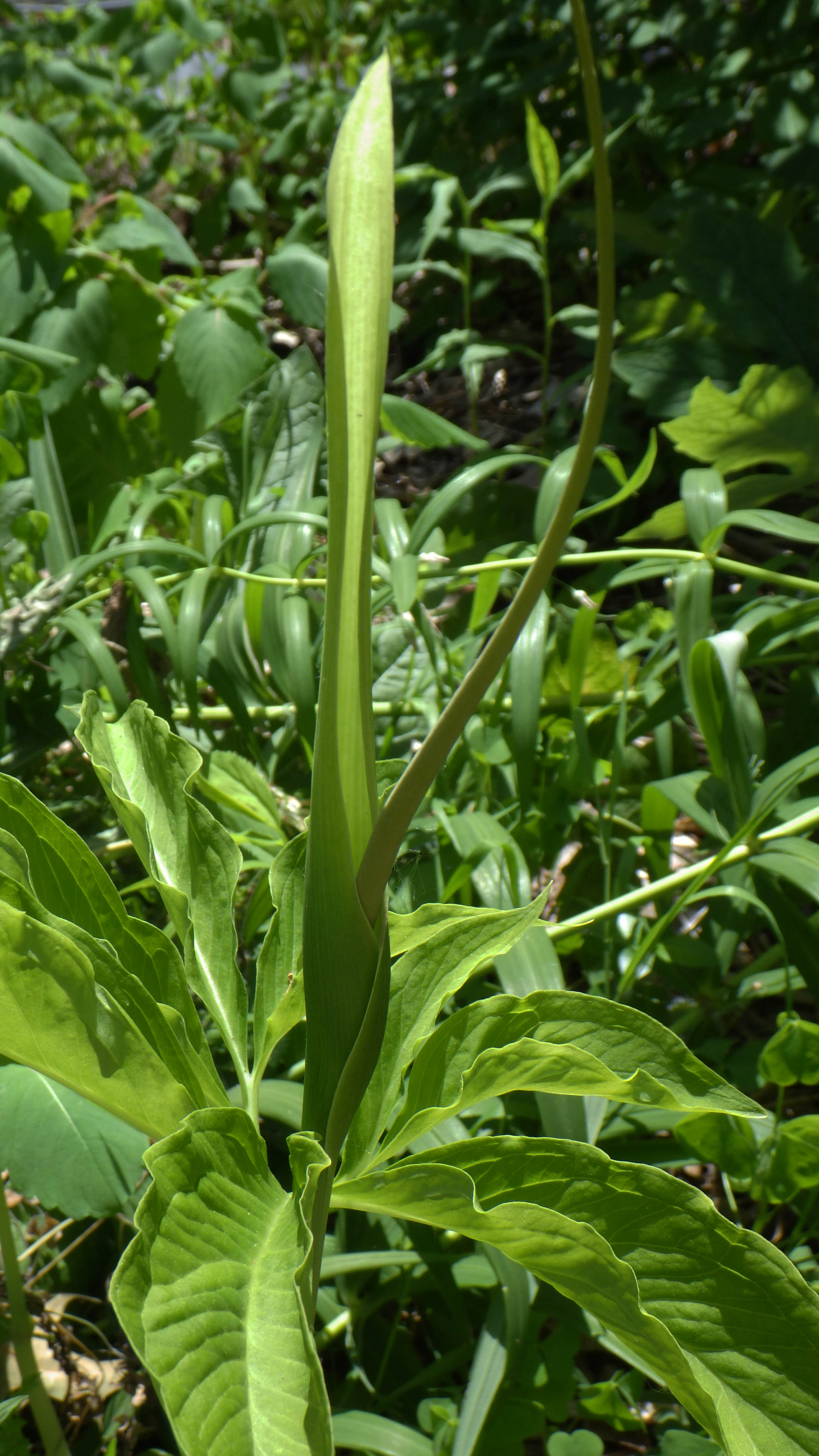Great Lakes Chapter - North American Rock Garden Society - Gallery 2020June