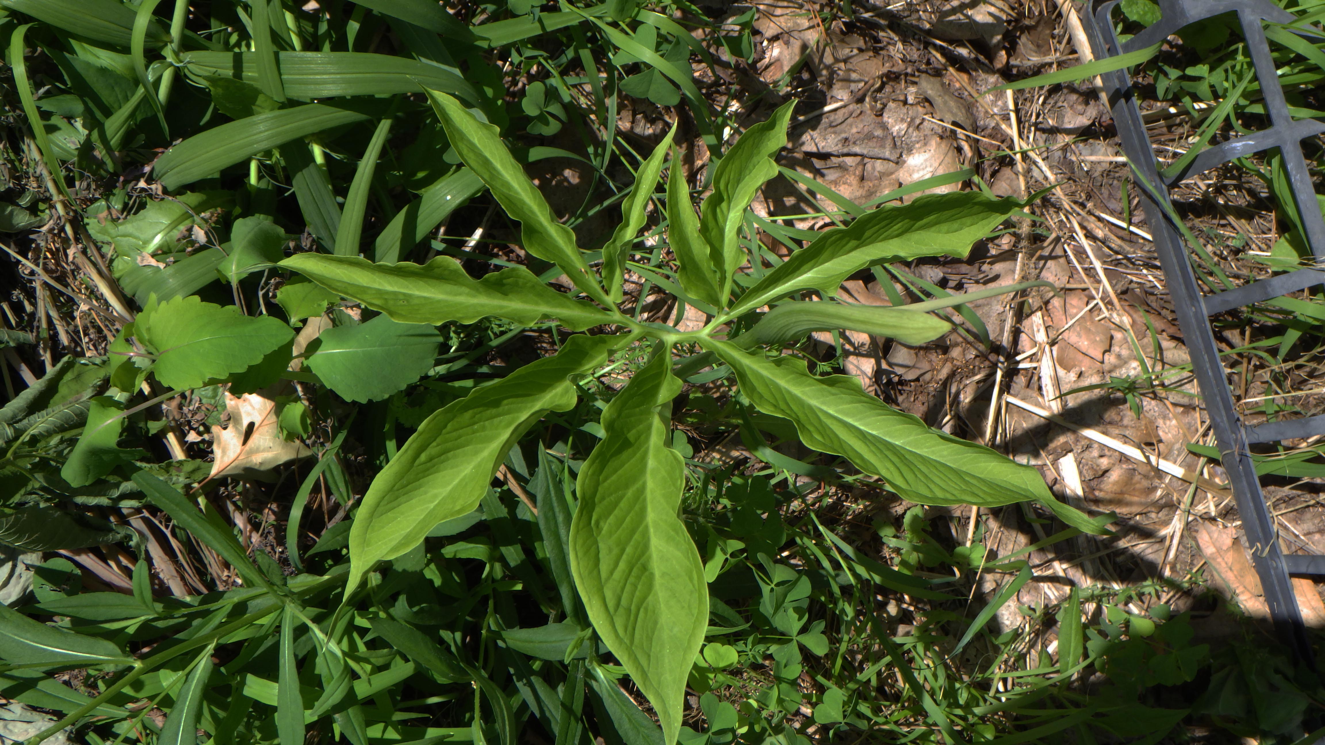Great Lakes Chapter - North American Rock Garden Society - Gallery 2020June