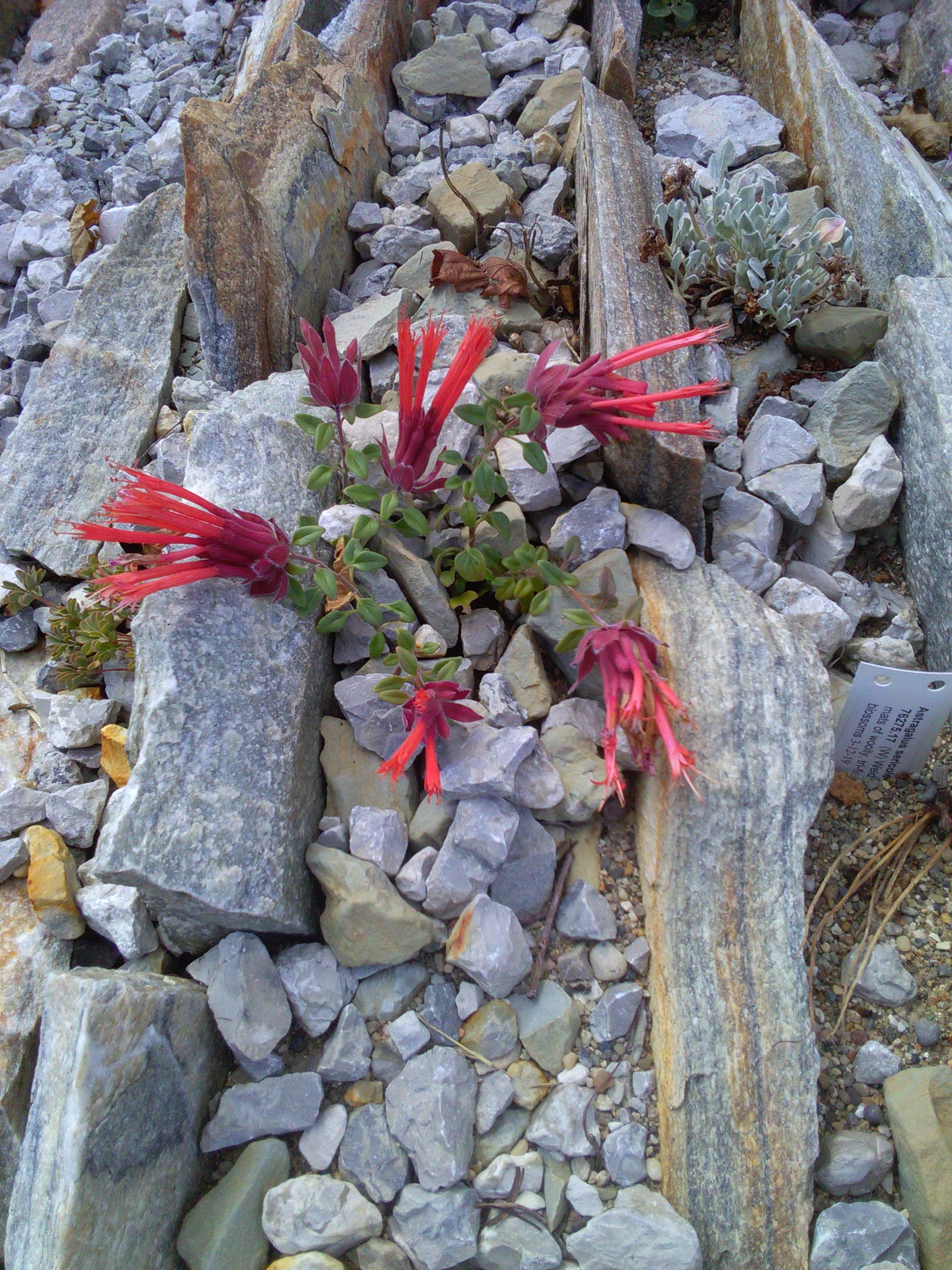 Great Lakes Chapter - North American Rock Garden Society - Gallery 2020July