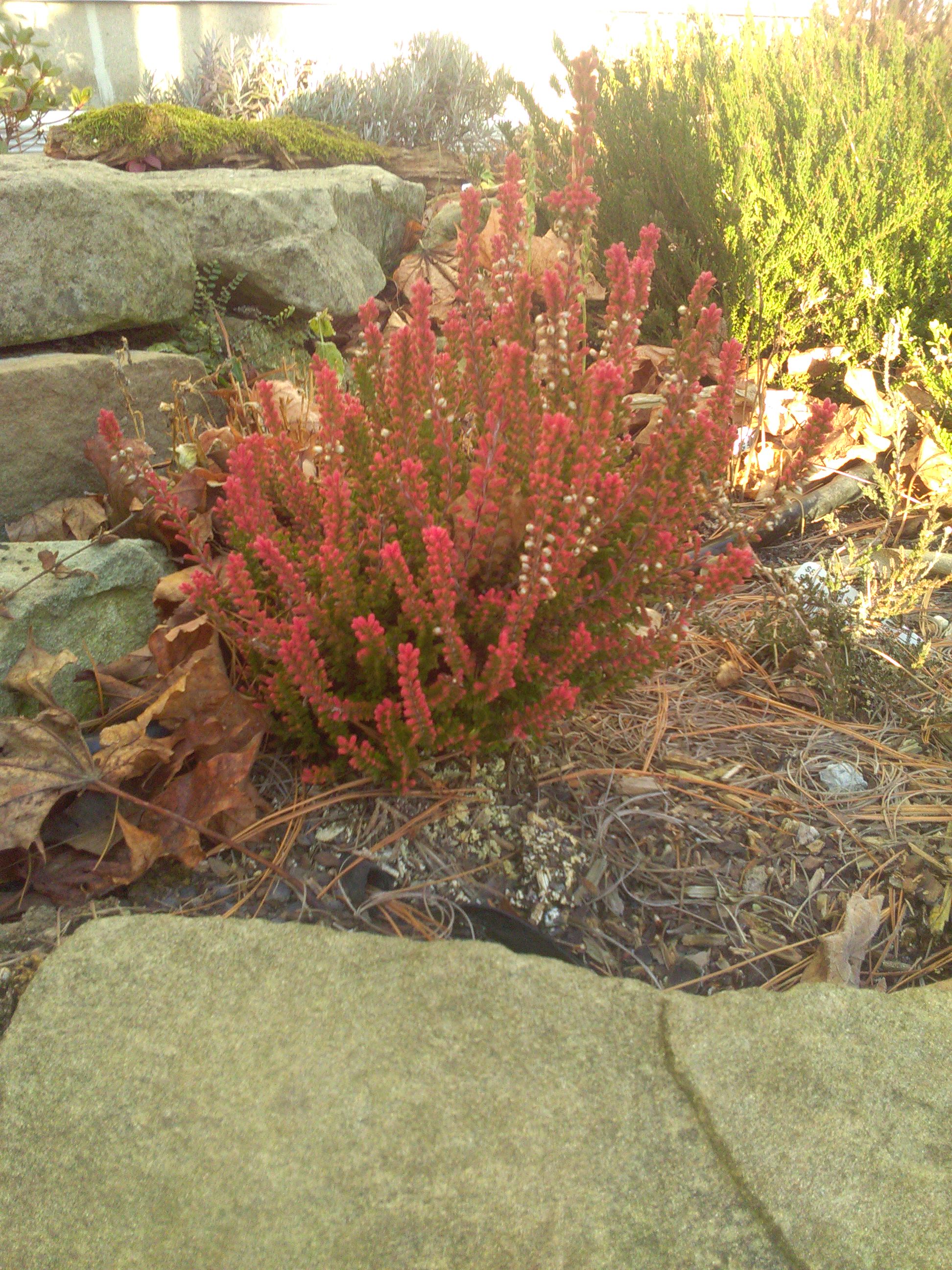 Great Lakes Chapter - North American Rock Garden Society - Gallery ...