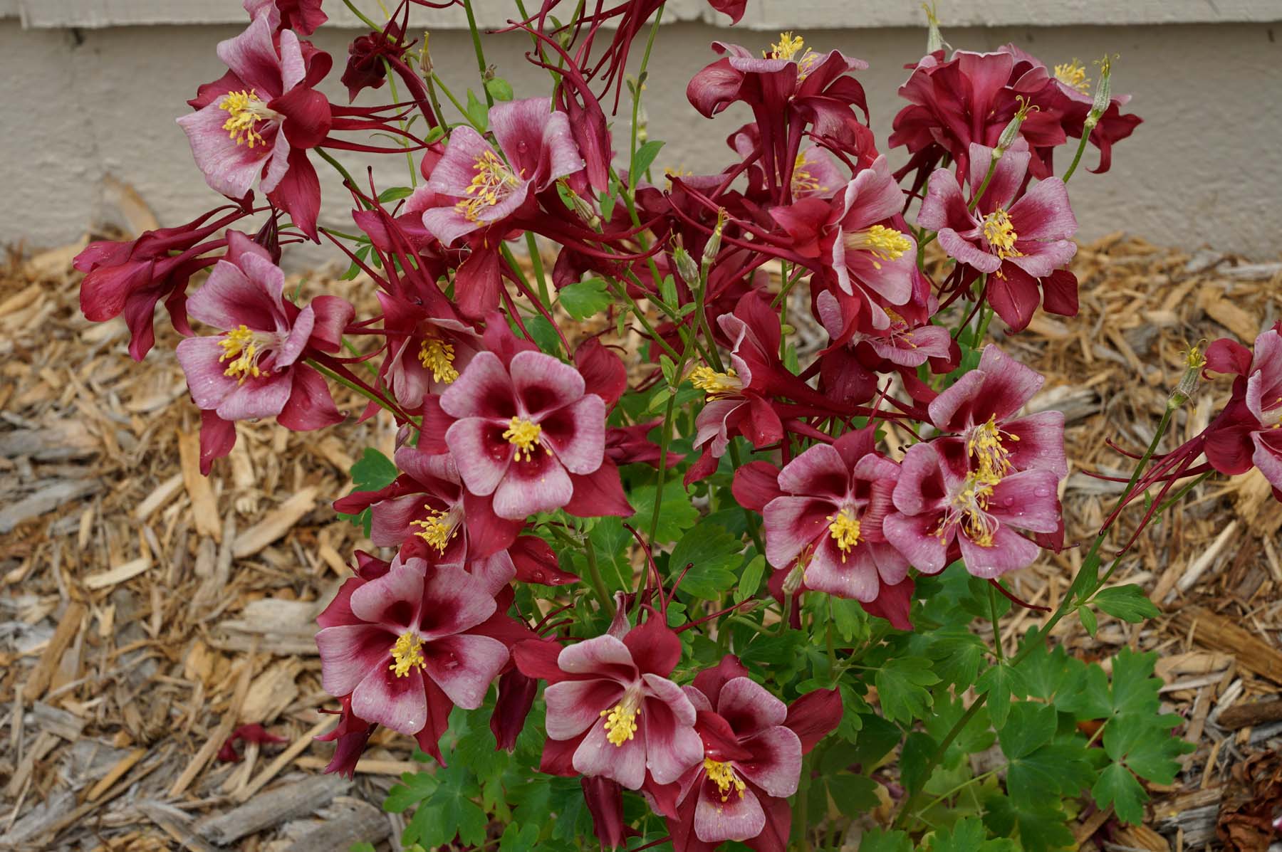 Great Lakes Chapter - North American Rock Garden Society - Gallery 2020May
